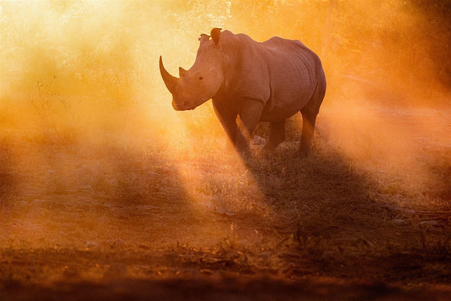 In Conversation| with Harry Skeggs on Wildlife Photography Around the ...