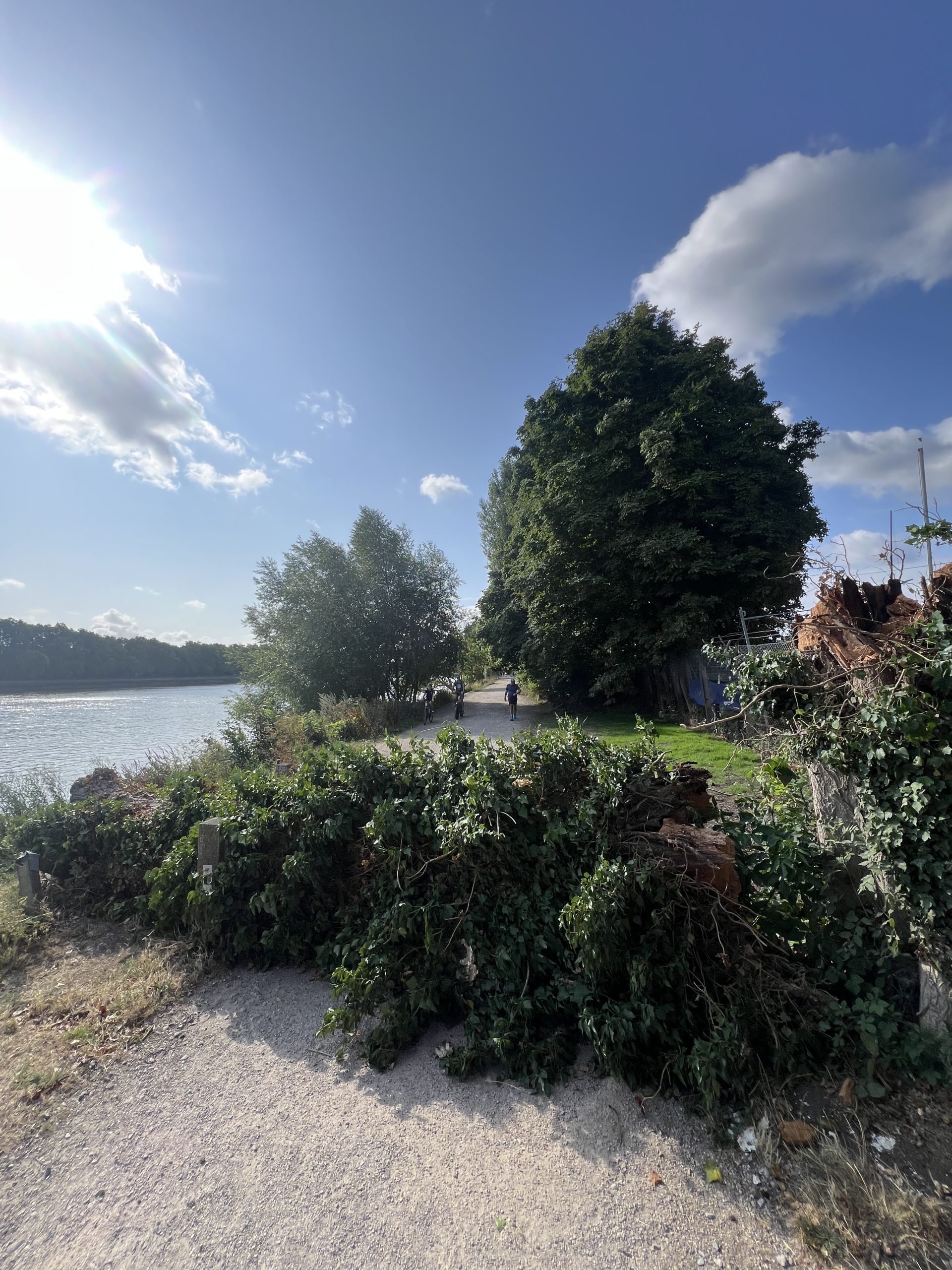 Another tree falls on the busy Thames Path — but who’s responsible ...