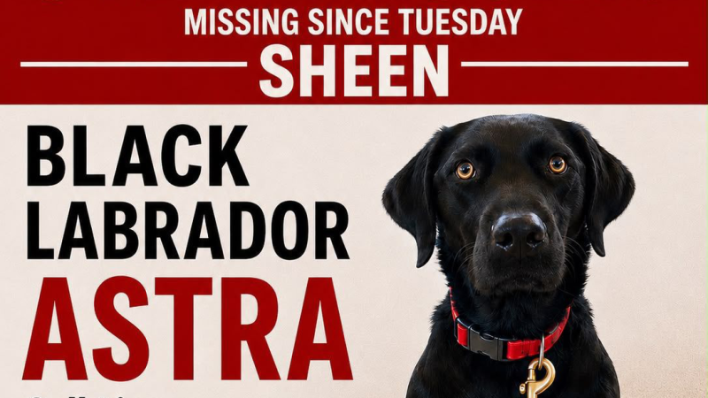 Astra is home, and a whole community helped bring her back - Putney.news