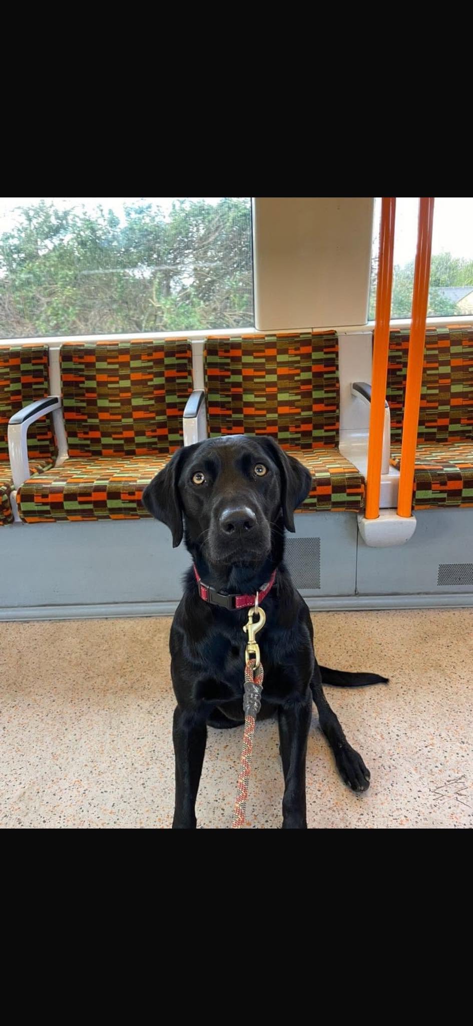 Astra is still missing after a day-long search across south-west London ...